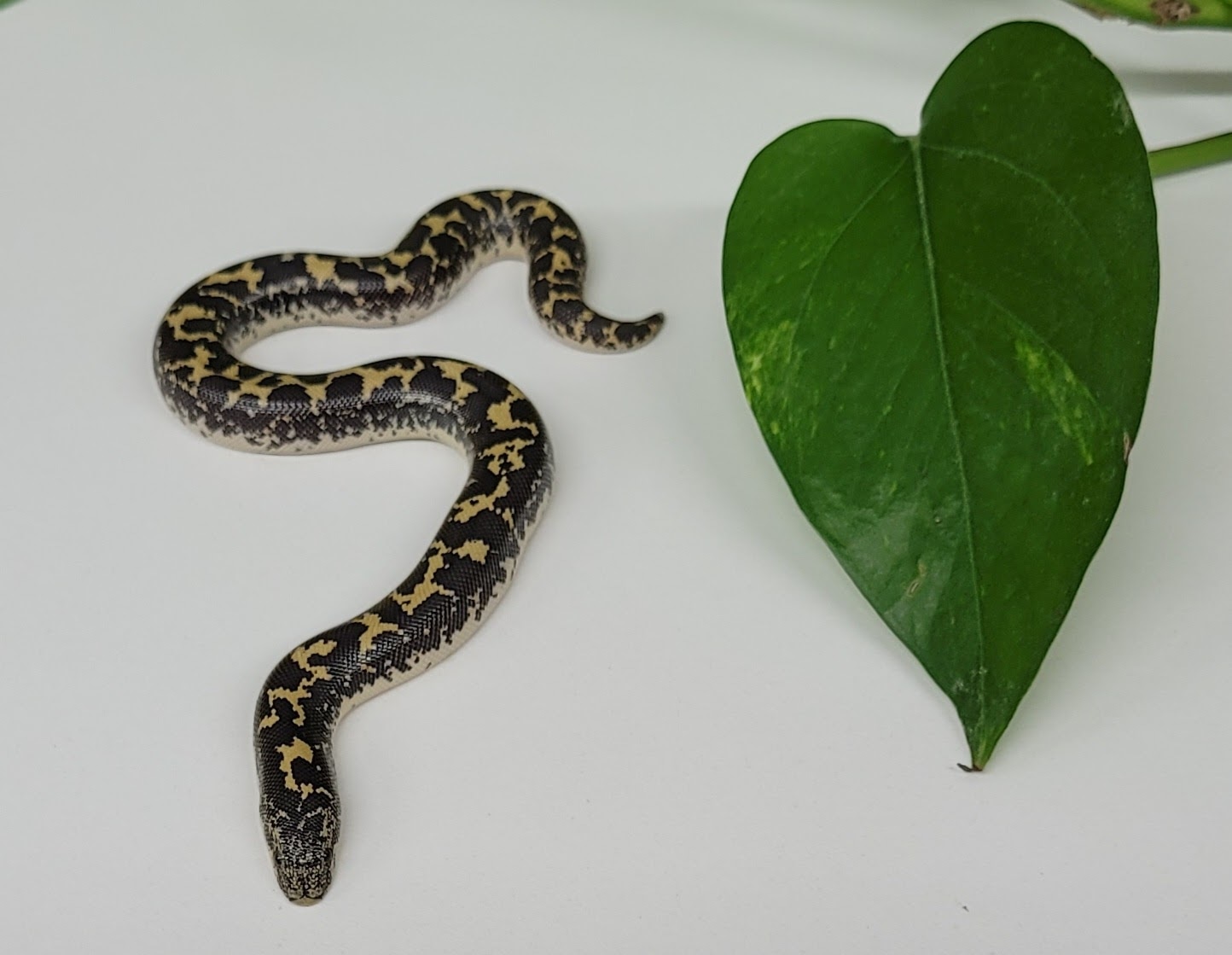 Normal Kenyan Sand Boa by Blackheart Reptiles - MorphMarket