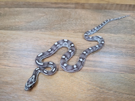 Anery Banded Motley Corn Snake by Blackheart Reptiles