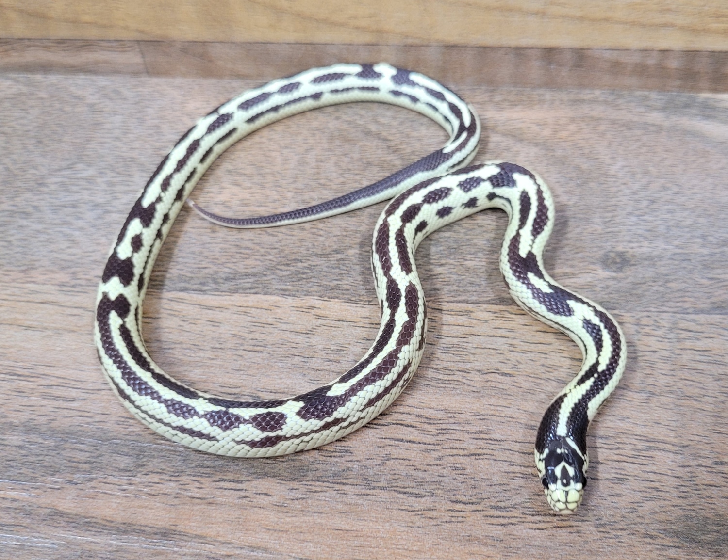 Reverse Stripe Banana Het Albino California Kingsnake by Blackheart ...