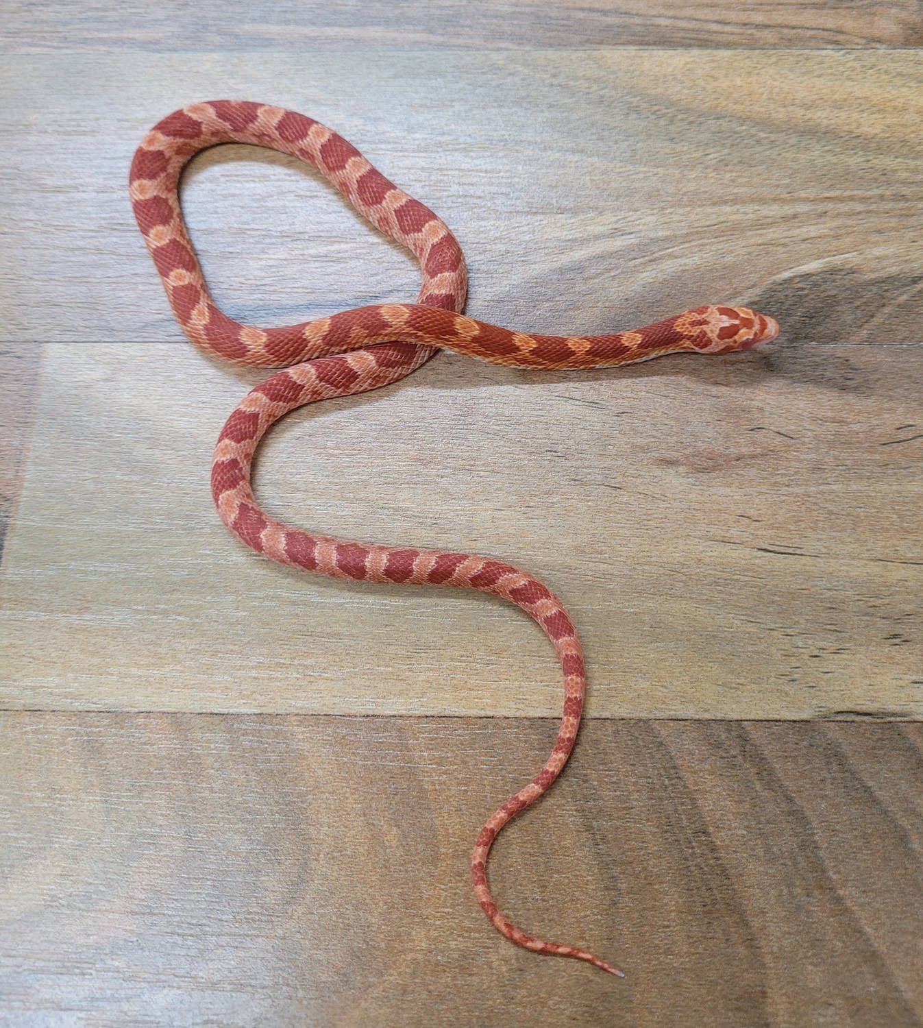 Red Factor Fire Masque Het Motley Corn Snake by Blackheart Reptiles ...