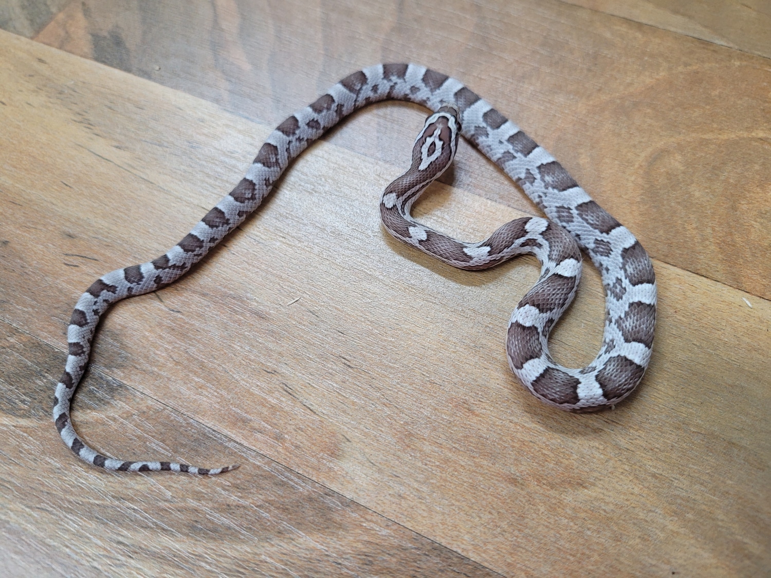 Ultramel Anery Corn Snake by Blackheart Reptiles - MorphMarket