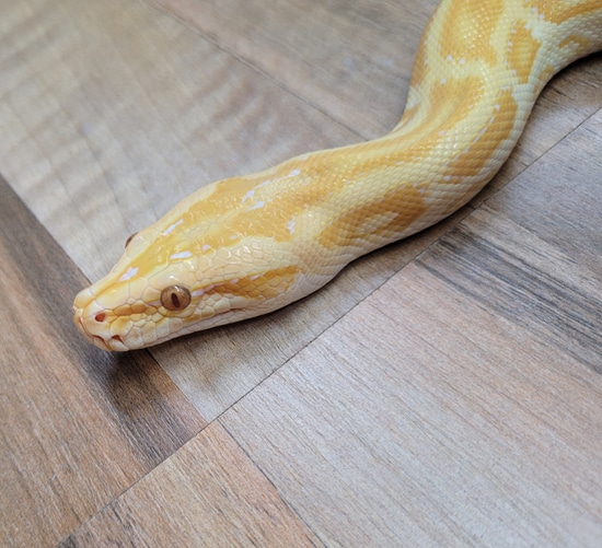 Pearl Burmese Python by Blackheart Reptiles