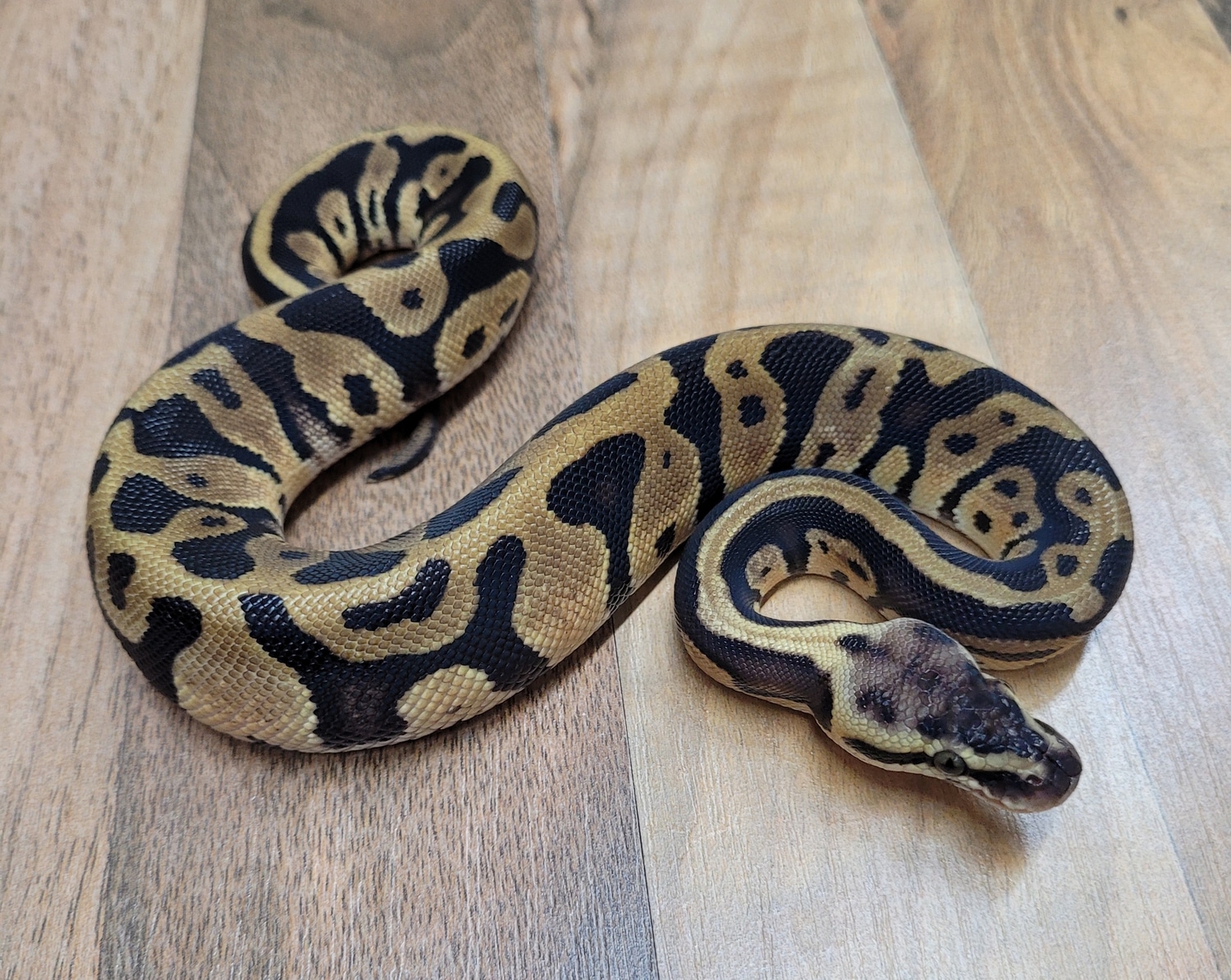 Pastel Leopard Ball Python by Blackheart Reptiles - MorphMarket