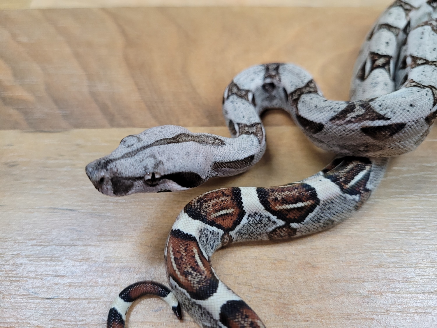 Pastel Dream Boa Constrictor by Blackheart Reptiles - MorphMarket