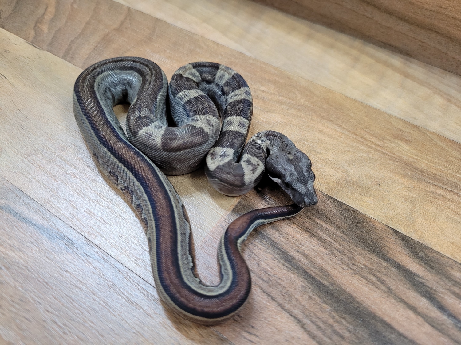 Jungle Motley Boa Constrictor by Blackheart Reptiles - MorphMarket