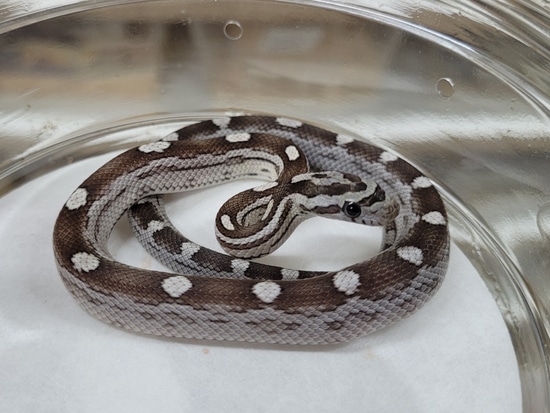 Anery Motley Corn Snake by Blackheart Reptiles