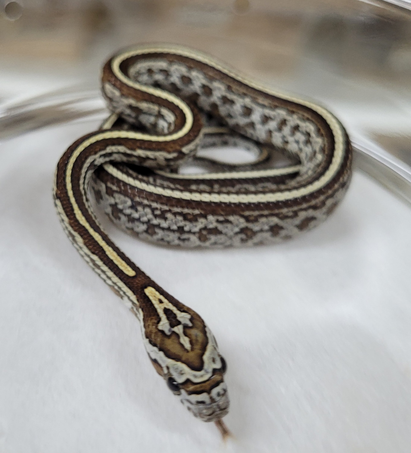 Caramel Tessera Corn Snake by Blackheart Reptiles - MorphMarket