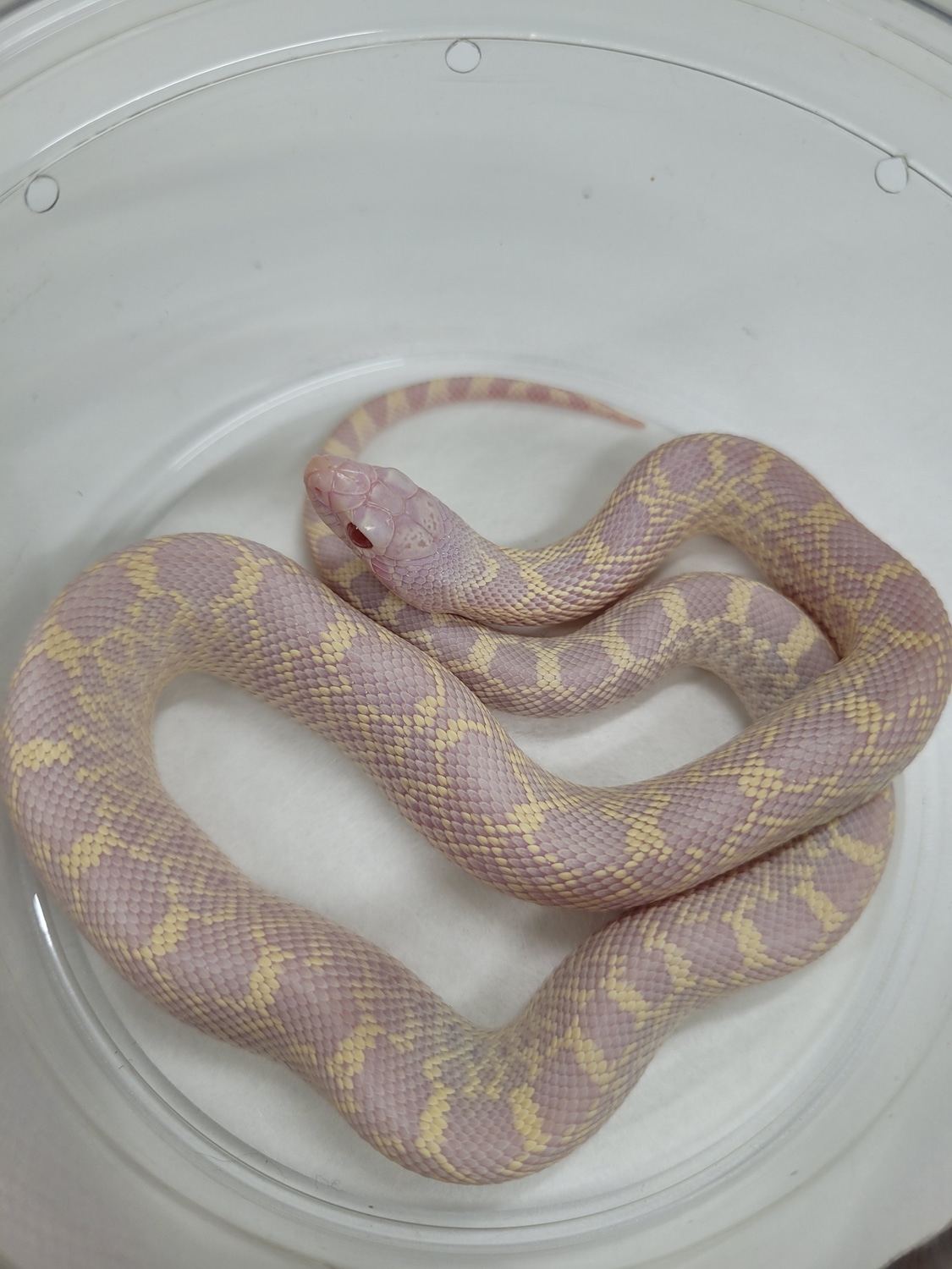 Snow Bullsnake by Blackheart Reptiles - MorphMarket