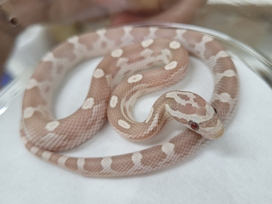 Ultramel Anery Motley Corn Snake by Blackheart Reptiles