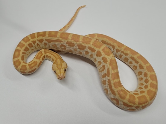 Pearl Burmese Python by Blackheart Reptiles