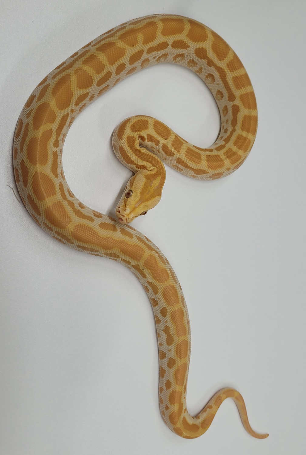 Pearl Burmese Python by Blackheart Reptiles - MorphMarket