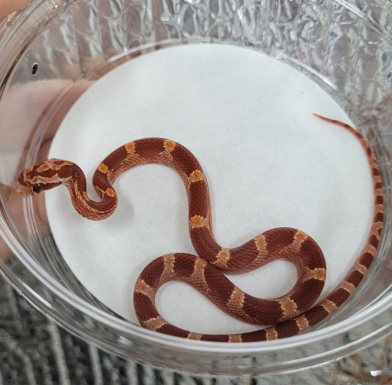 Ultramel Bloodred Corn Snake by Blackheart Reptiles - MorphMarket