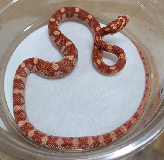 Albino Banded Motley Corn Snake by Blackheart Reptiles