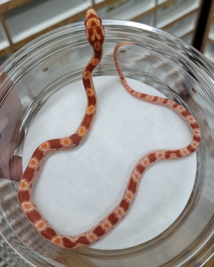 Red Factor Albino Het Anery Corn Snake by Blackheart Reptiles