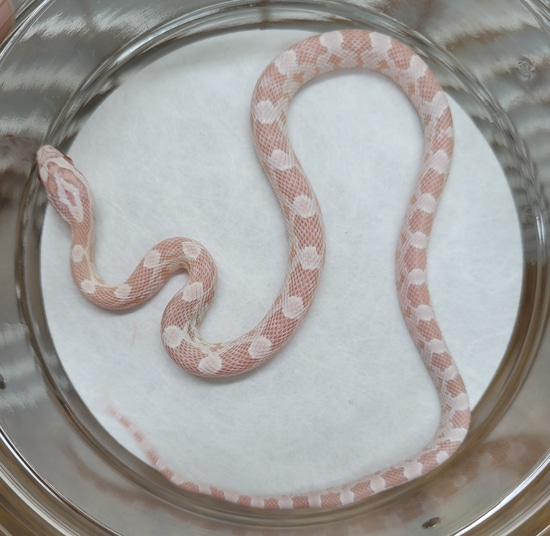 Red Factor Snow Corn Snake by Blackheart Reptiles