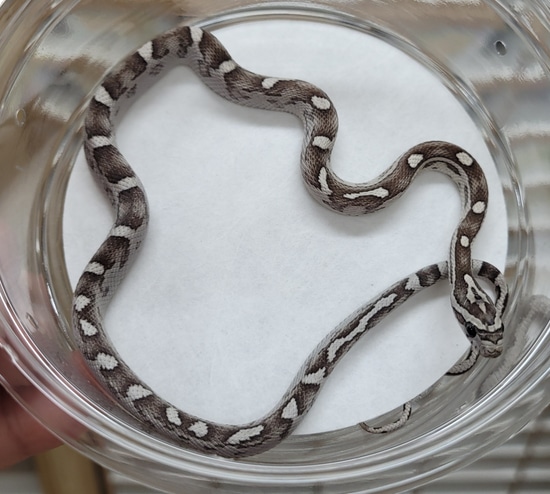 Anery Banded Motley Corn Snake by Blackheart Reptiles