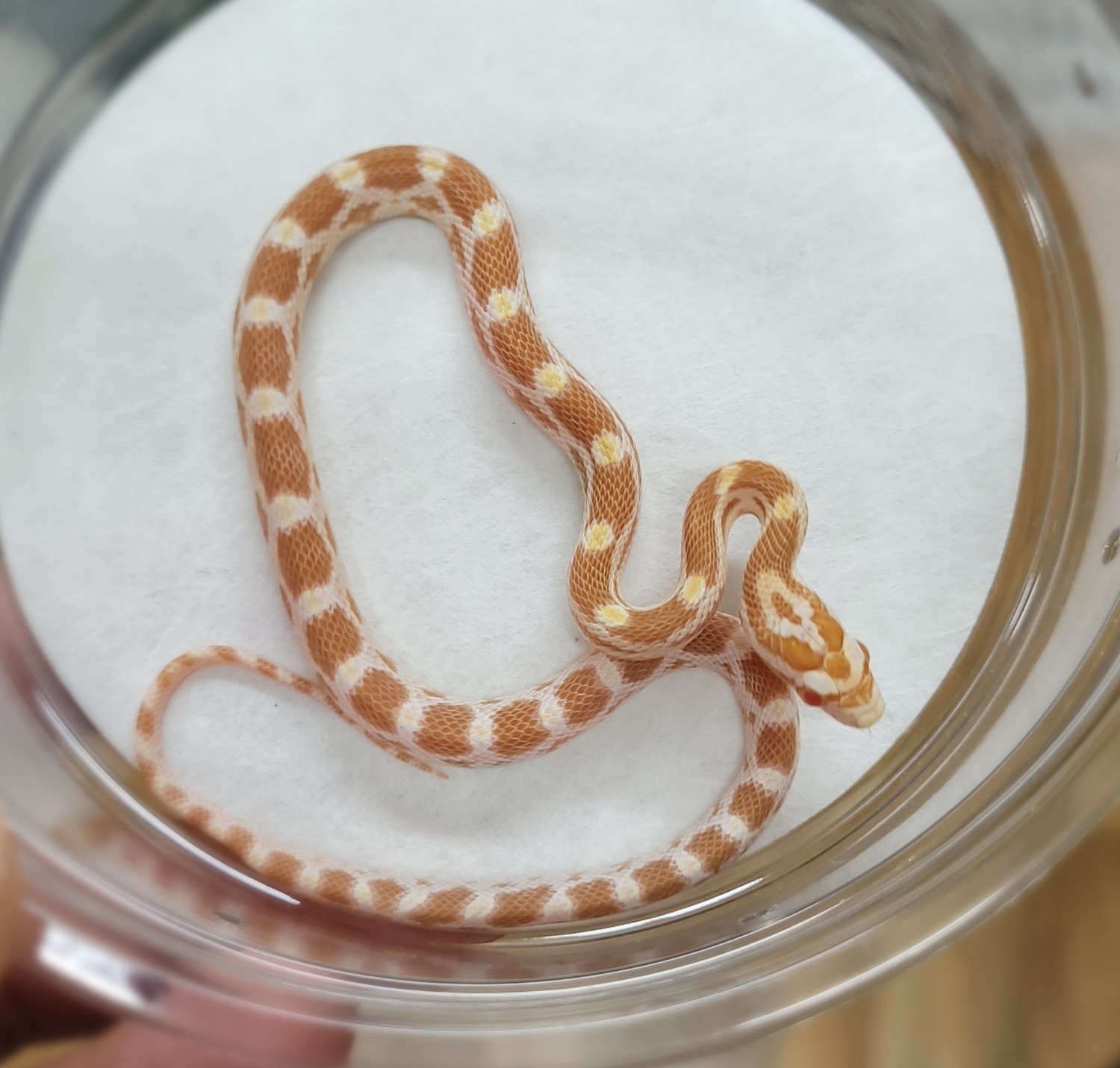 Butter Corn Snake by Blackheart Reptiles - MorphMarket