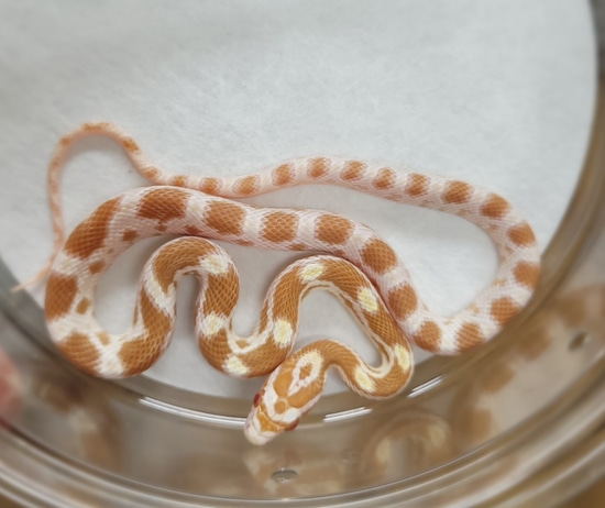 Butter Corn Snake by Blackheart Reptiles