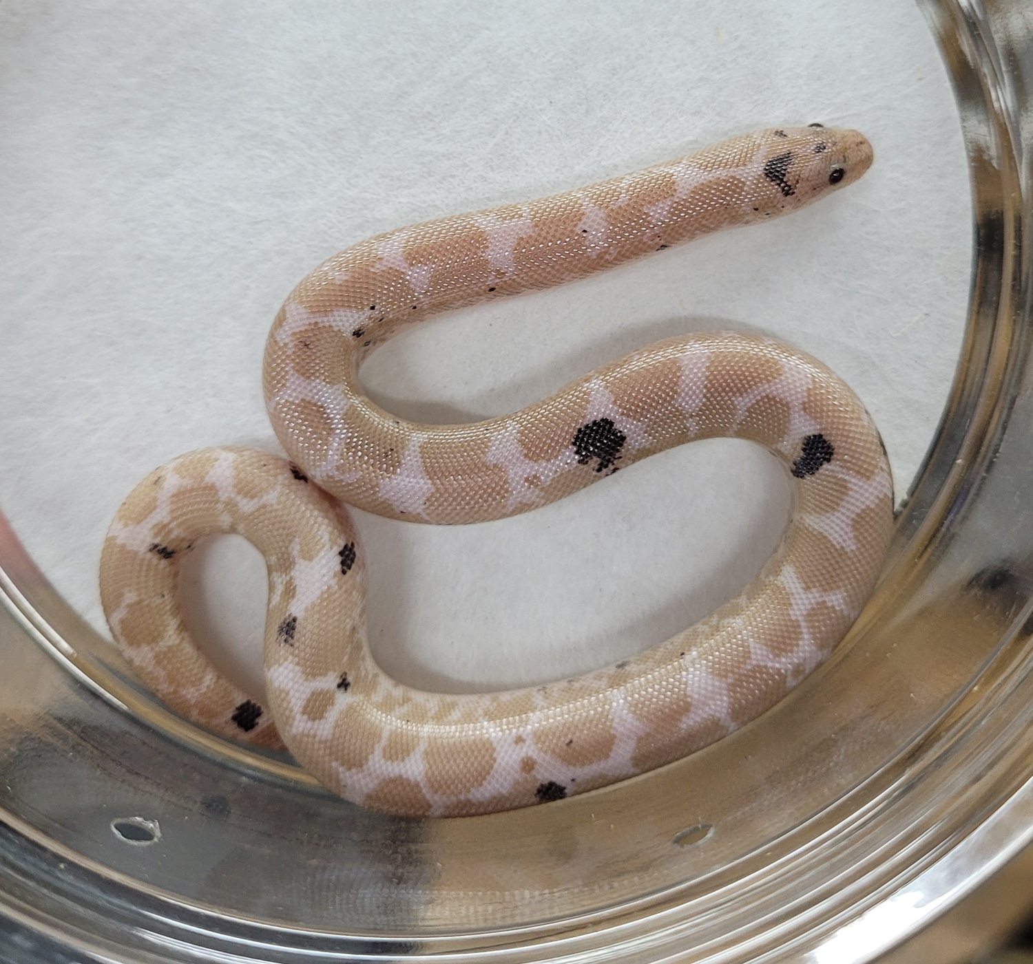 Snow Paradox Kenyan Sand Boa by Blackheart Reptiles - MorphMarket