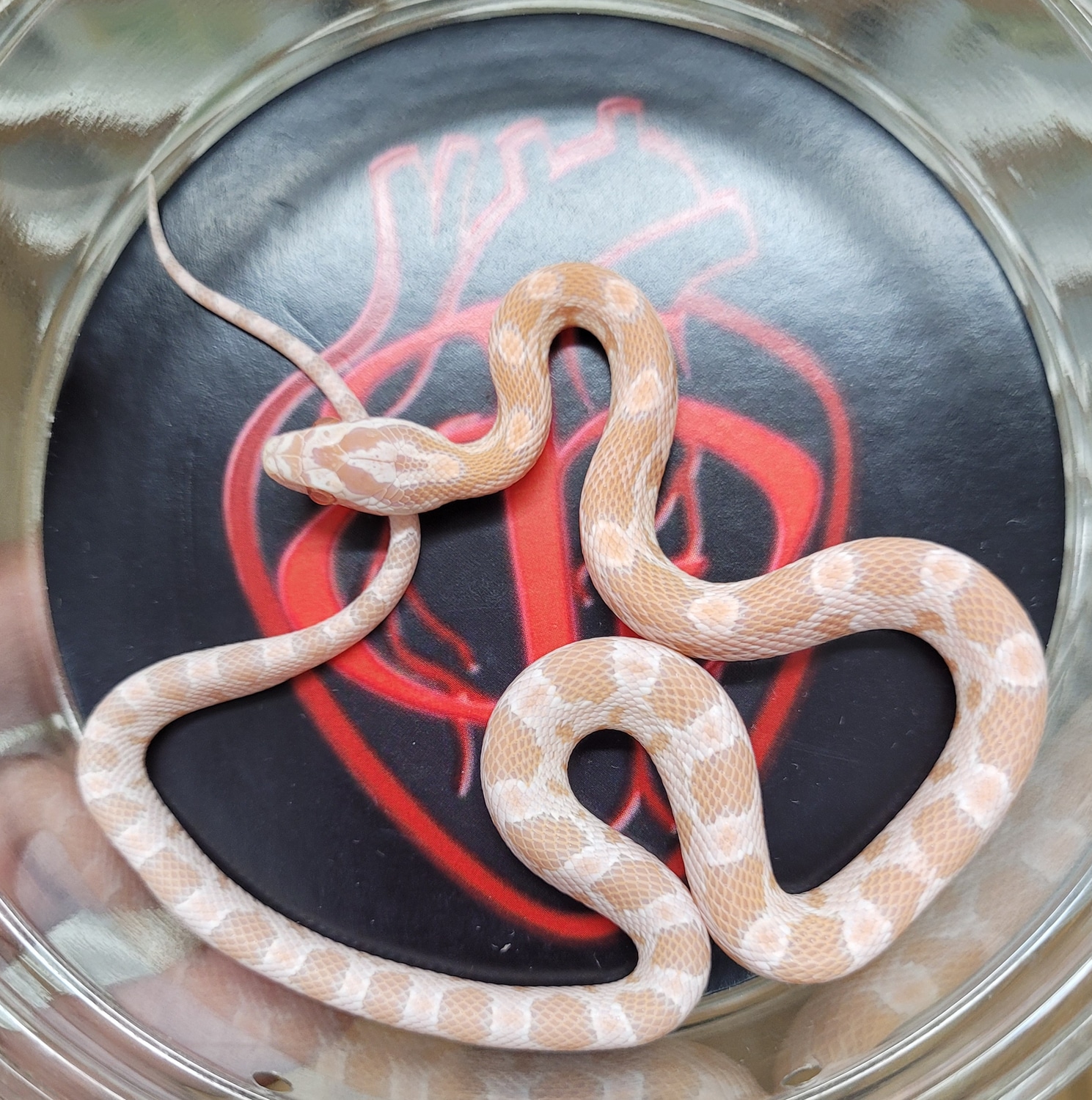 Extreme Red Factor Snow Het Motley/Stripe Corn Snake by Blackheart ...