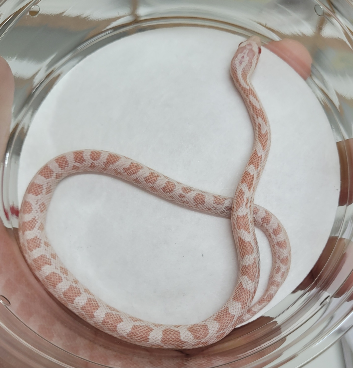 Peppermint 66% Het Caramel Corn Snake by Blackheart Reptiles - MorphMarket