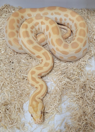 Pearl Burmese Python by Blackheart Reptiles