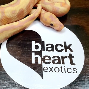 Black Heart Exotics - MorphMarket