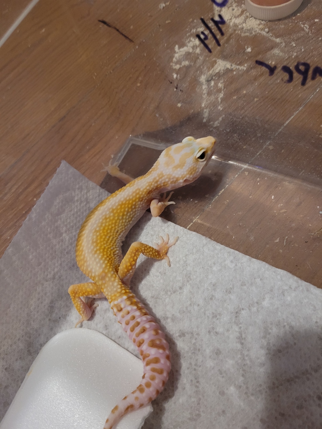 Tremper Leopard Gecko by Black Ice Geckos - MorphMarket