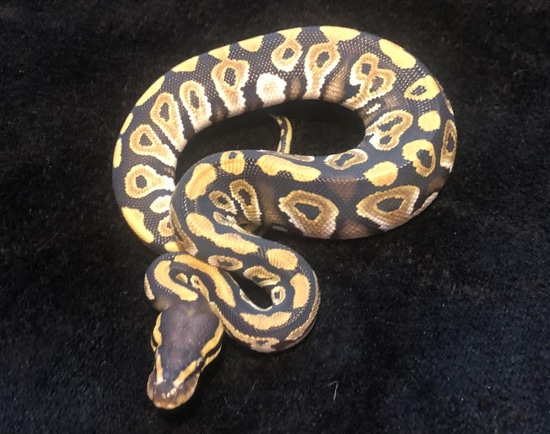 Mystic Ball Python by Black Jack Pythons