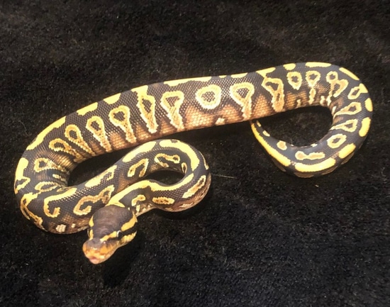 Mystic Yellowbelly Ball Python by Black Jack Pythons