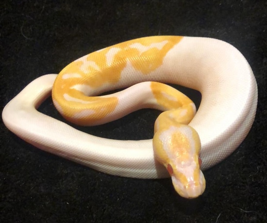 Candino Pied Ball Python by Black Jack Pythons