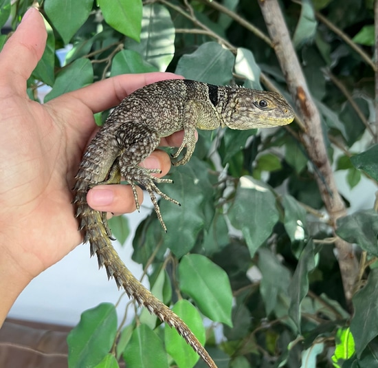 Madagascar Collard Lizard Male More Lizard by Bad Ass Reptiles