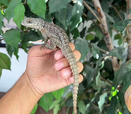 Madagascar Collard Lizard Female More Lizard by Bad Ass Reptiles
