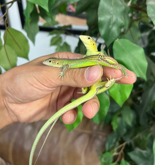 Rainbow Whiptail Lizards by Bad Ass Reptiles