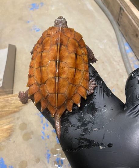 Vietnamese Black Breasted Leaf Turtle More Turtle by Bad Ass Reptiles