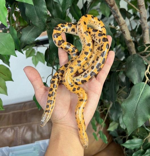 Sunburst Saharan Sand Boas by Bad Ass Reptiles