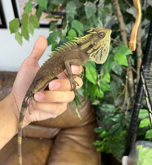 Natalia's Mountain Horned Dragon More Lizard by Bad Ass Reptiles