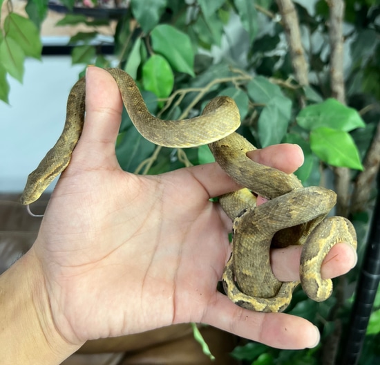 Solomon Island Tree Boa Solomon Island Boa by Bad Ass Reptiles