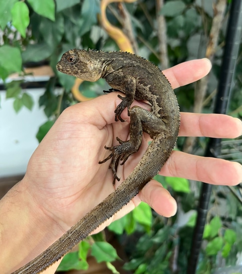 Mop Head Iguana (Uranoscodon Superciliosus) More Lizard by Bad Ass Reptiles