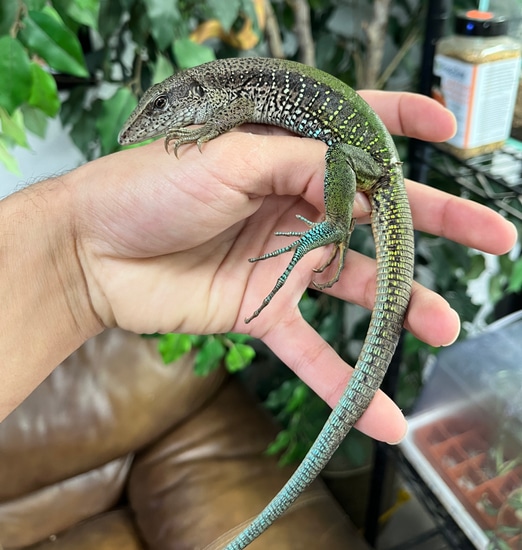 Giant Green Ameiva More Lizard by Bad Ass Reptiles