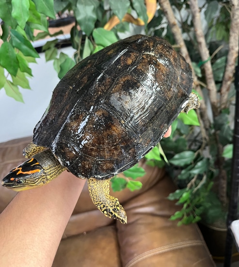 Spot Legged Wood Turtle by Bad Ass Reptiles