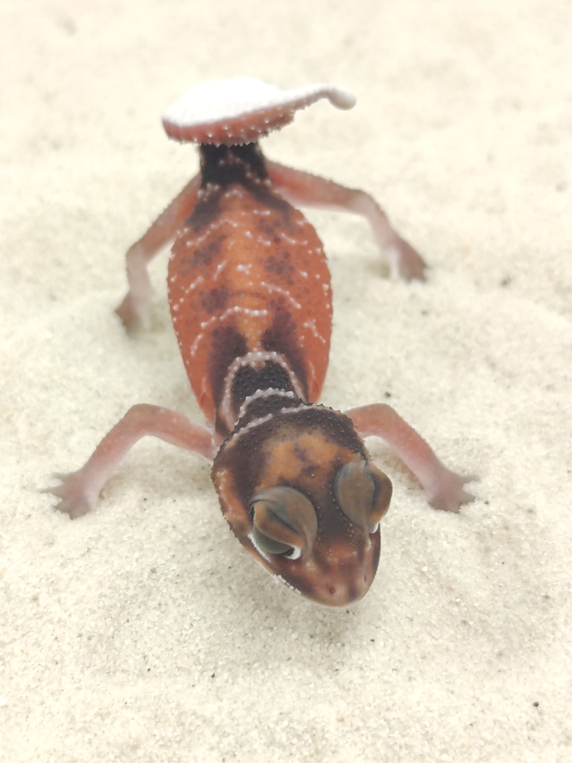 Black Lava Red Line Knob-Tailed Gecko by Black Label Reptiles - MorphMarket