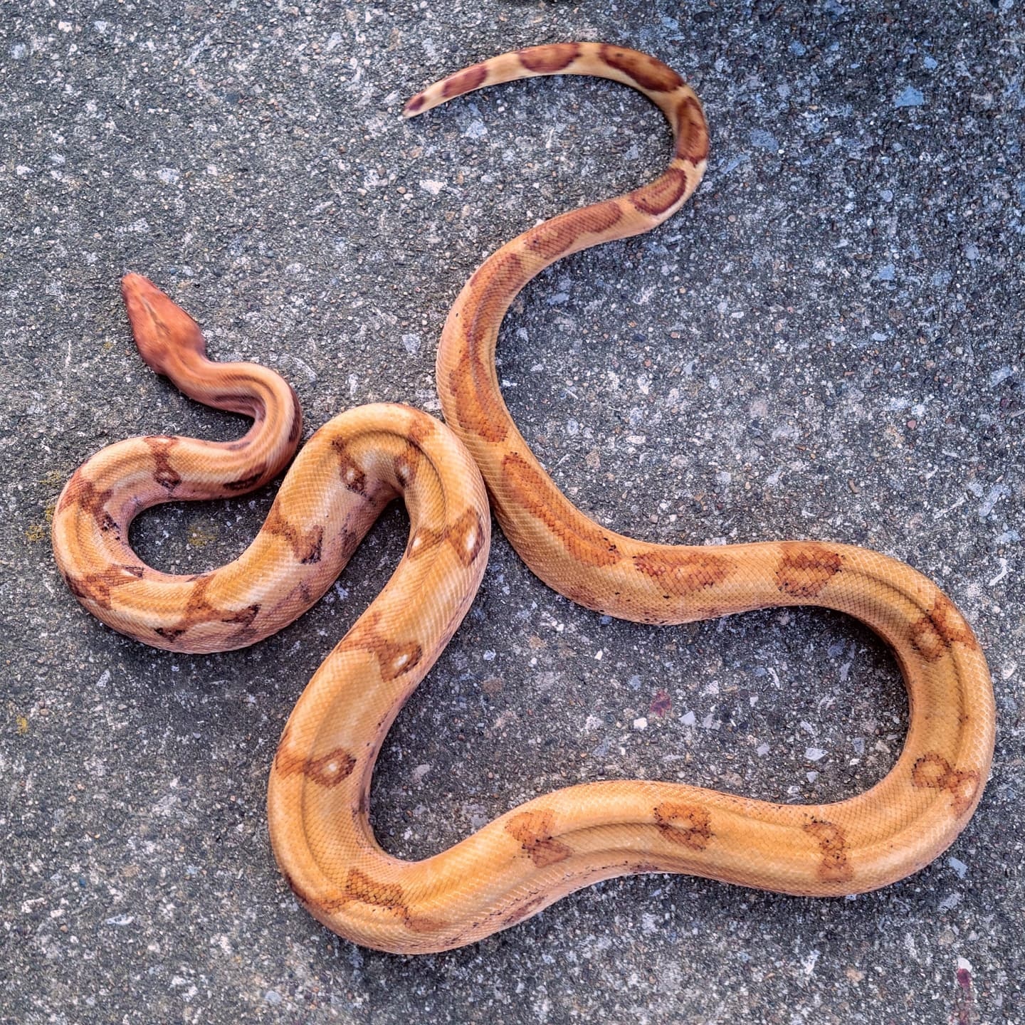 Probable Super Hypo Jungle Blood Boa Constrictor by Black Lotus Boas ...