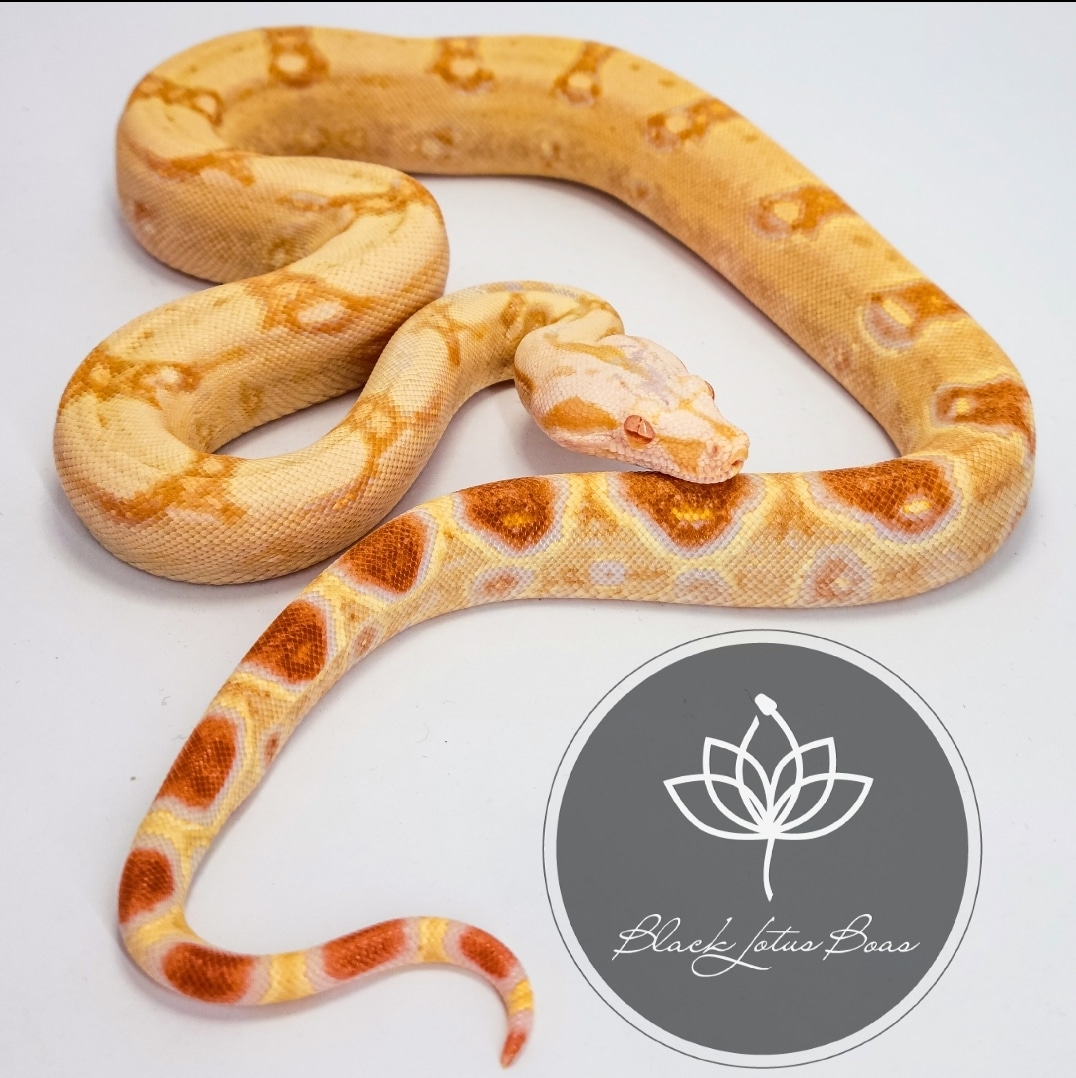 Purple Pastel Dream Sharp Albino Boa Constrictor by Black Lotus Boas ...