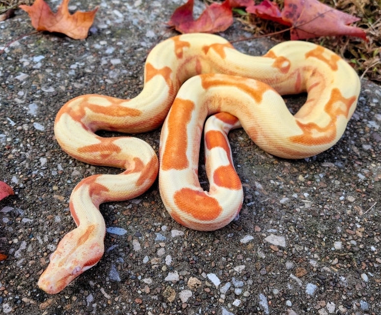 Jungle Sunglow Boa Constrictor by Black Lotus Boas - MorphMarket