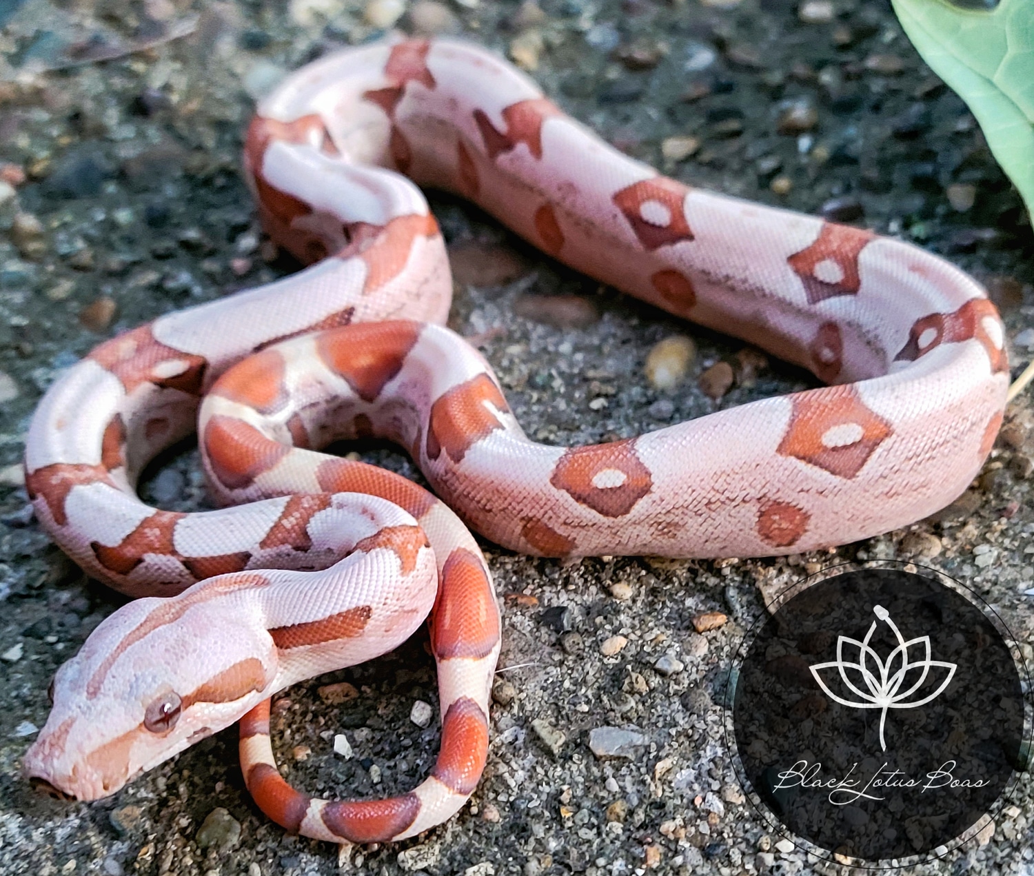 Pink Panther VPI Jungle Ph Anery Boa Constrictor by Black Lotus Boas - MorphMarket