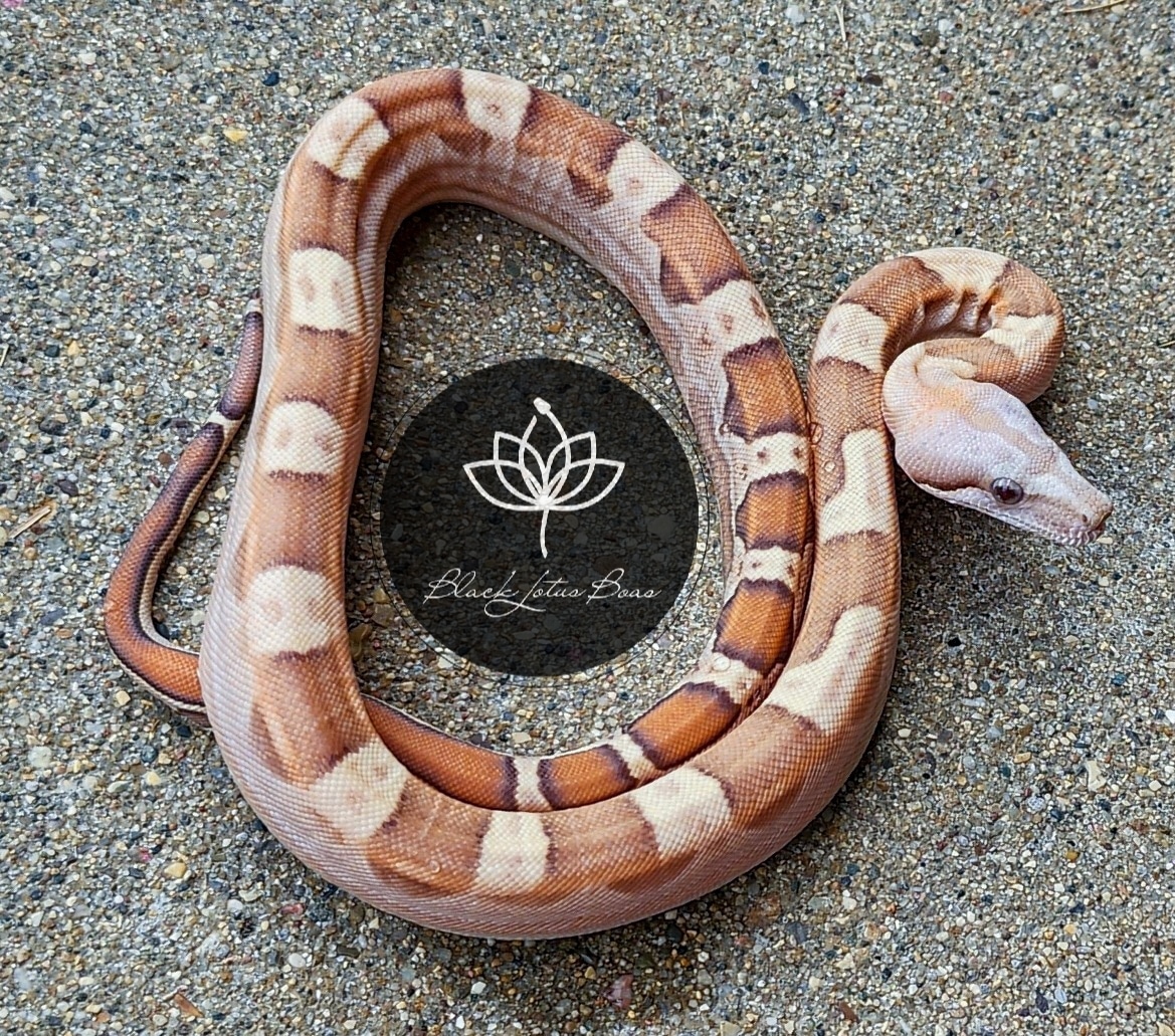Pet Only DD Pink Panther VPI Jungle Motley Ph Anery Female Boa ...