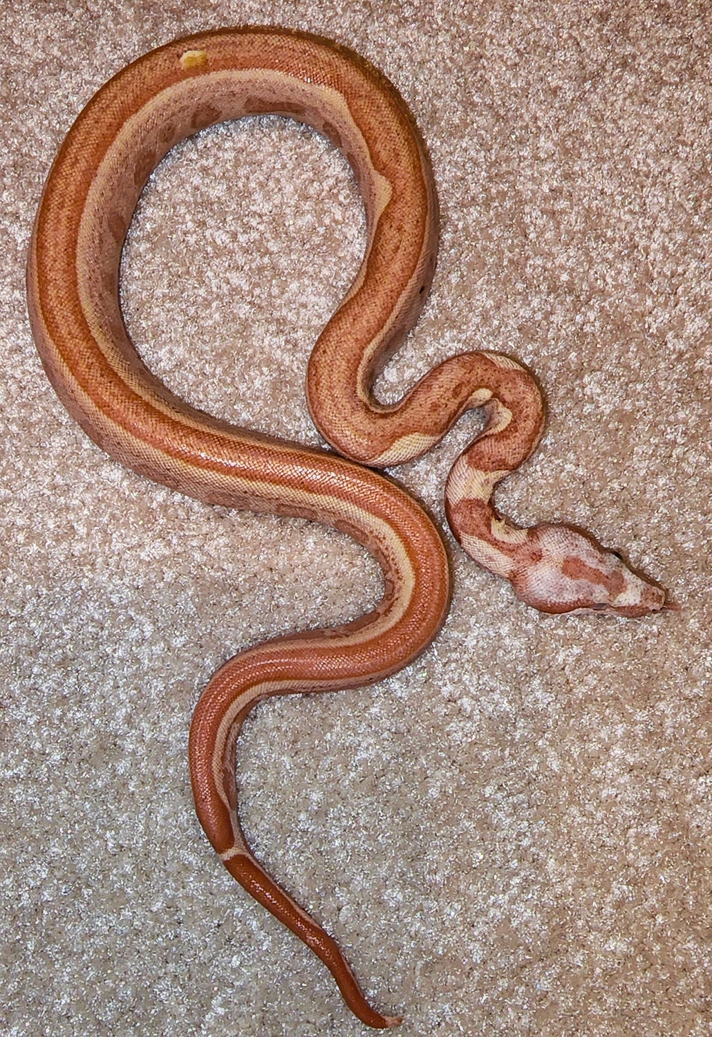 Pet Only READ FULL AD Boa Constrictor by Black Lotus Boas - MorphMarket