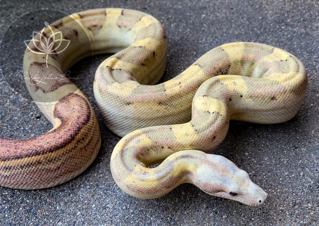 SPECIAL 725 SHIPPED Pink Panther VPI Motley Jungle Boa Constrictor by Black Lotus Boas - MorphMarket