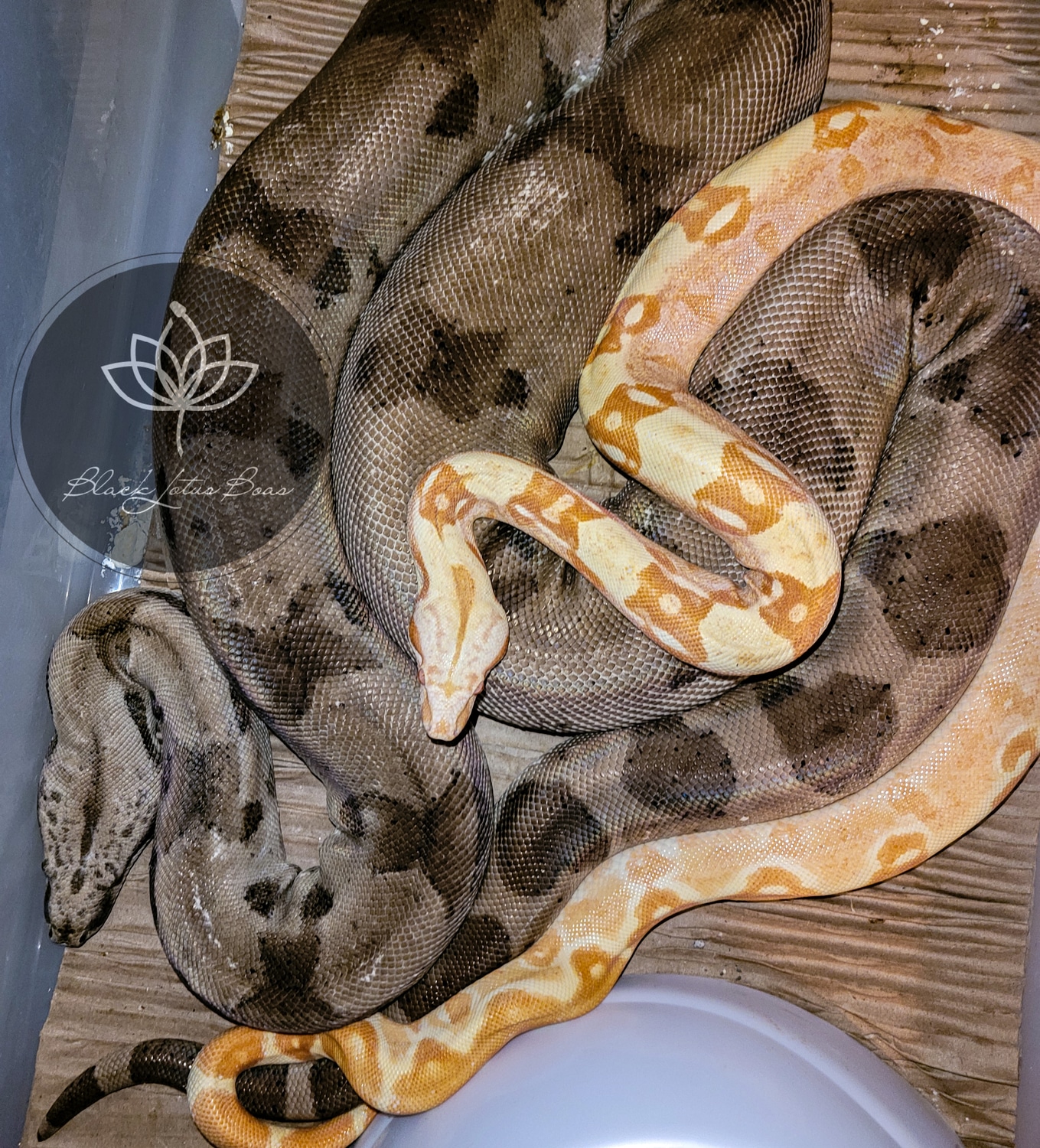 Shipped! White Group Ghost Boa Constrictor by Black Lotus Boas ...